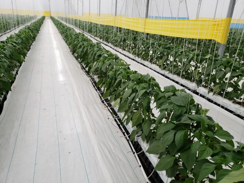 Hydroponic Systems - Ina Plastics S.A. - Hydroponic Systems
